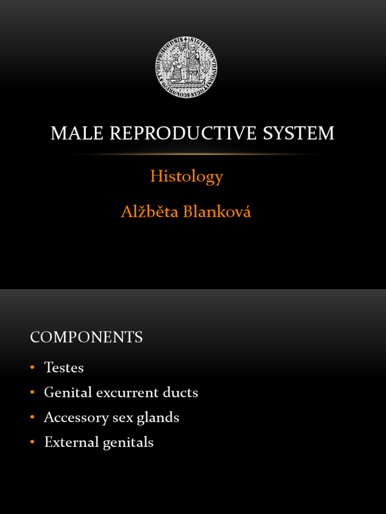 Male Reproductive System Histology Overview | PDF | Testicle | Prostate