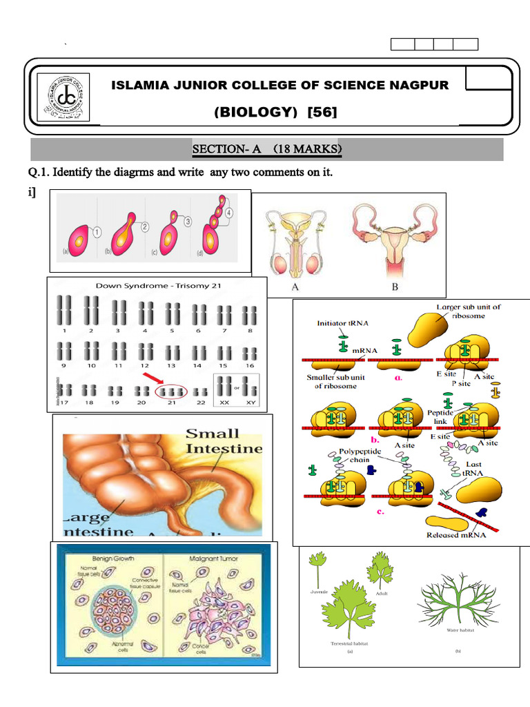 Well-Labeled Diagrams in Biology | PDF | Electrocardiography | Anatomy