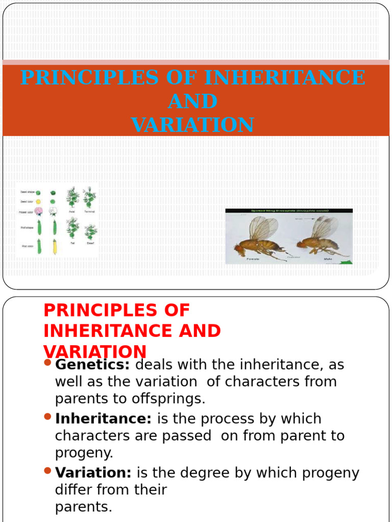 Principles of Inheritance and Variation | PDF | Dominance (Genetics) | Allele