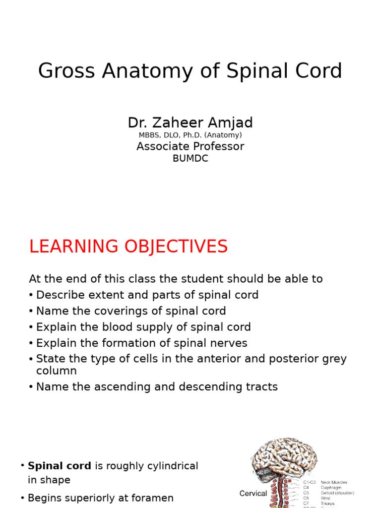 Spinal Cord Gross Anatomy | PDF | Spinal Cord | Neuroanatomy