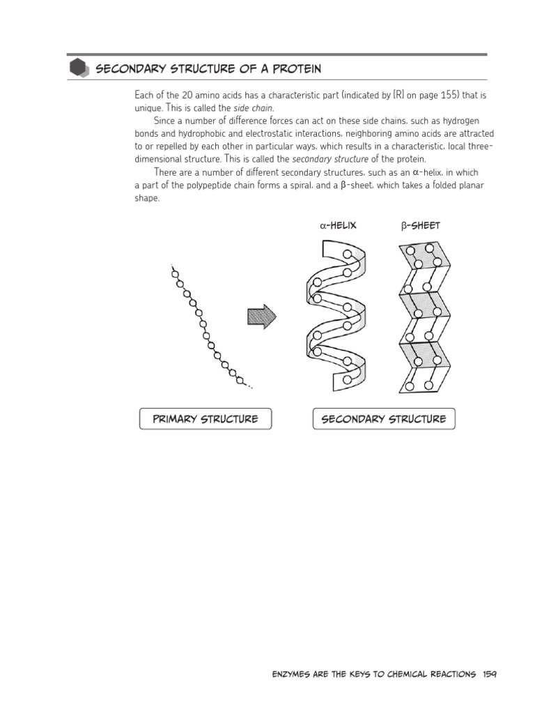 Understanding Protein Structures and Enzymes | PDF | Protein Structure | Proteins