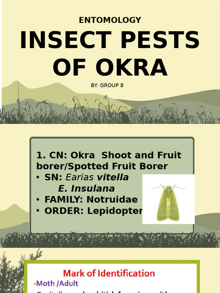 Insect Pests of Okra GROUP 8 1 | PDF