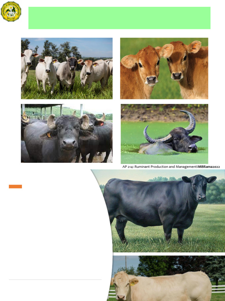 AP 214 - IM - CO1 - 3 4 - PART 2 - Breeds of Meat Type Cattle | PDF ...