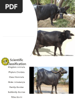 List of Bufalo Breeds | PDF | Bovines | Bovidae