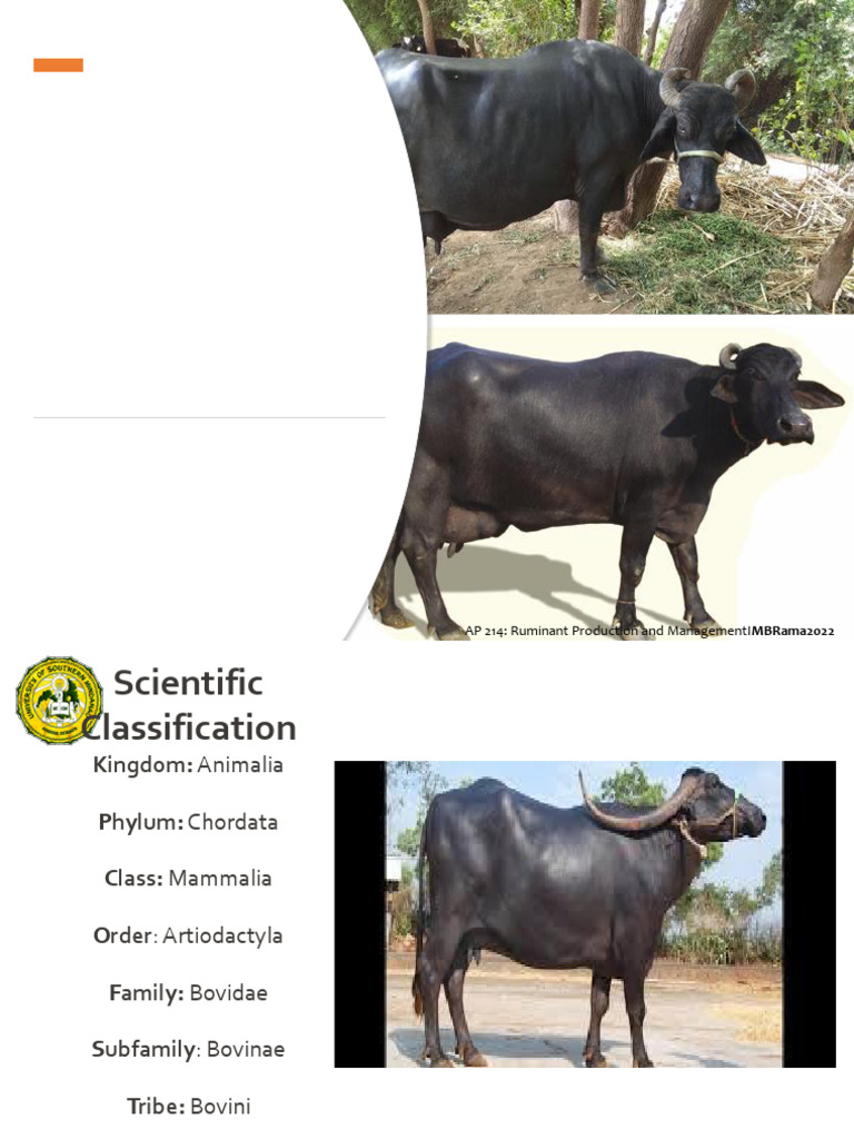 AP 214 IM CO1 3 4 PART 2 Breeds of Buffalo | PDF | Livestock | Domesticated Animals