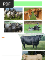 Breeds of Goats | PDF