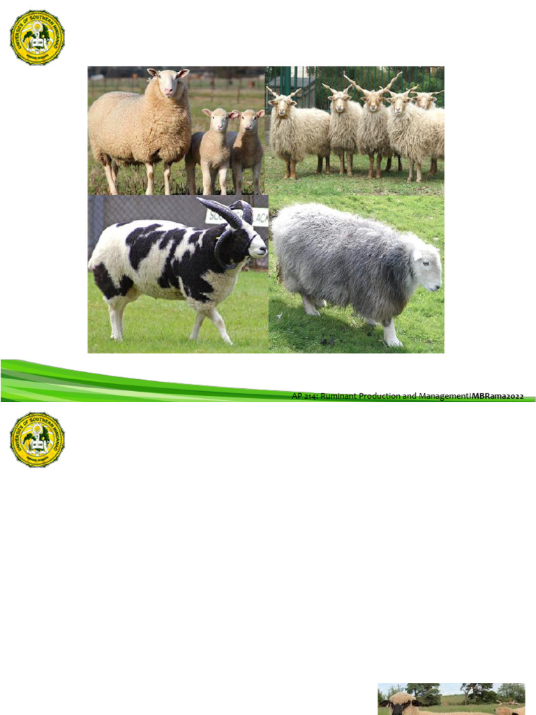 Sheep Breeds by Wool Type and Use | PDF | Wool | Sheep