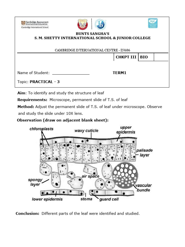 Leaf Structure Study - Practical 3 | PDF