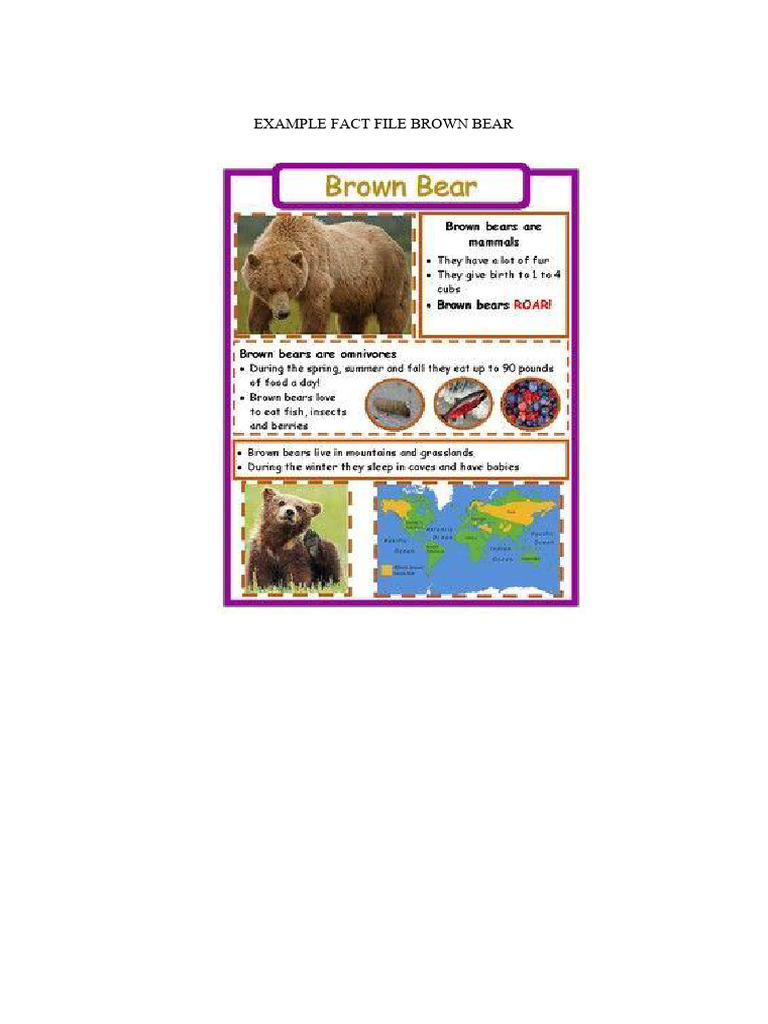 Example Fact File Brown Bear | PDF