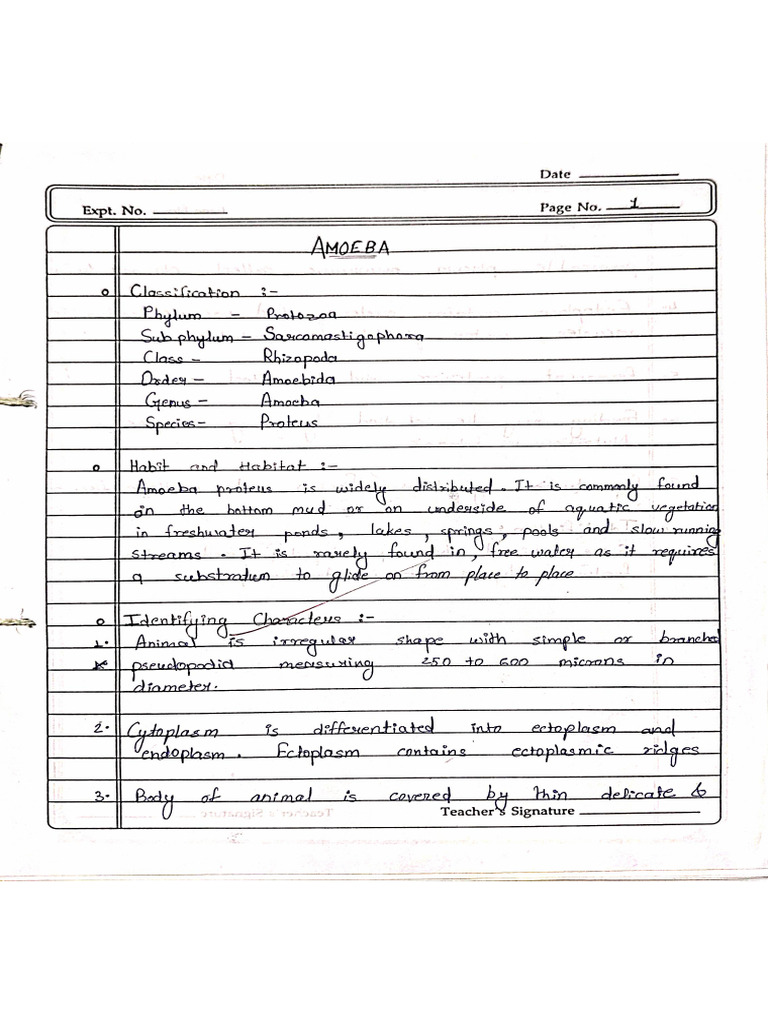 B.SC I Zoology Practical | PDF