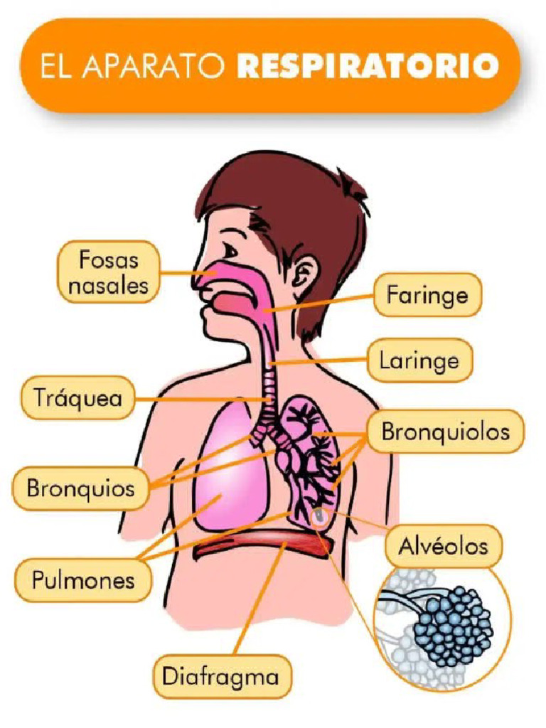 Aparato Respiratorio Jorge y Victot | PDF