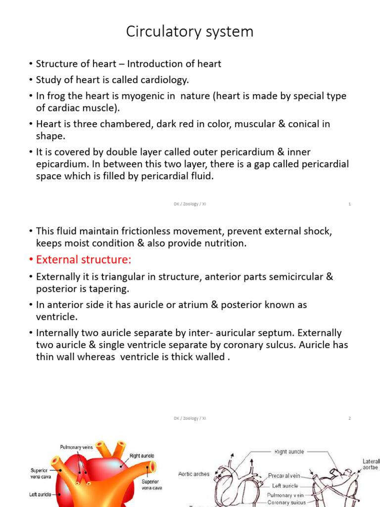 Circulatory System of Frog | PDF | Heart | Atrium (Heart)
