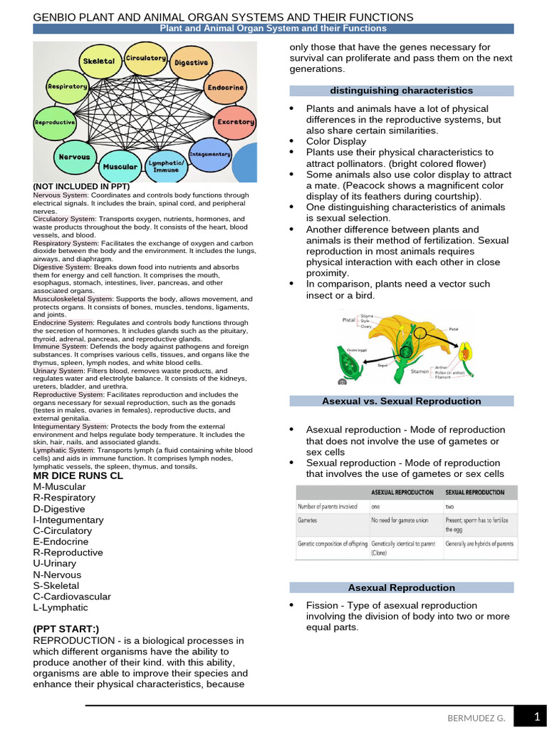 Plant and Animal Organ Systems Explained | PDF | Immune System ...