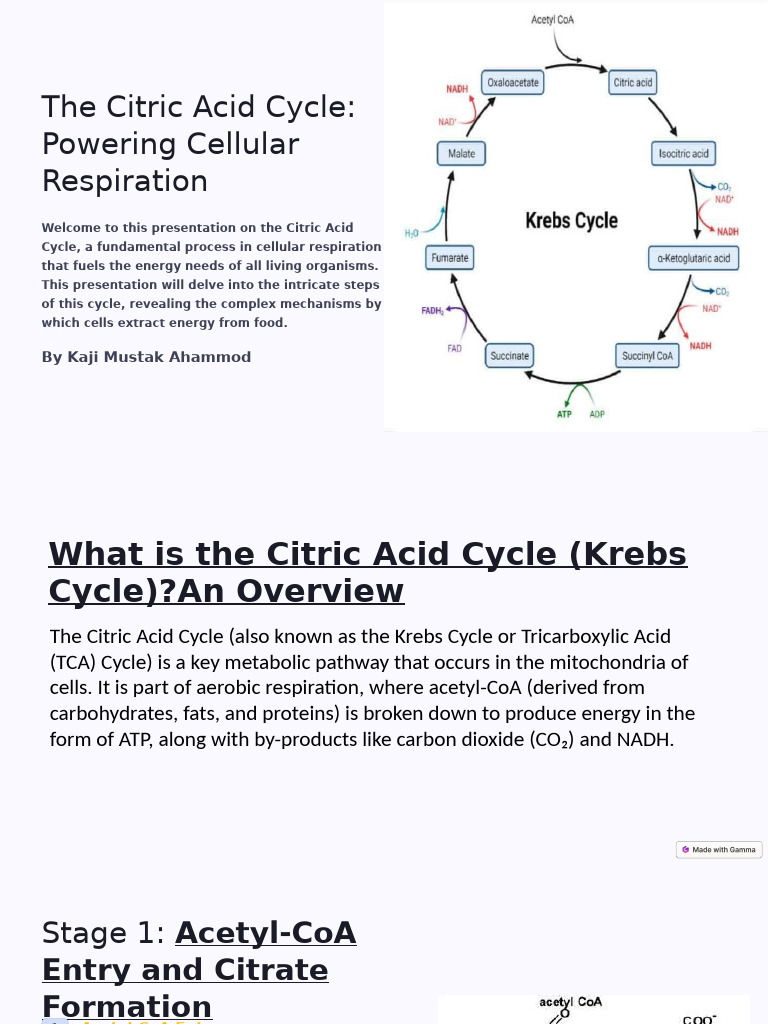 The Citric Acid Cycle Powering Cellular Respiration Pdf Diet