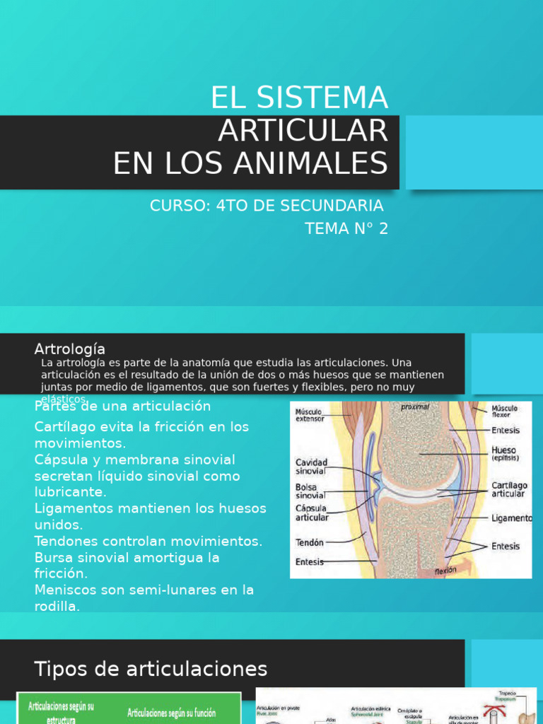 El Sistema Articular | PDF | Articulación | Rodilla