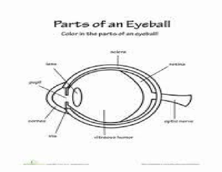 Parts of Eye | PDF