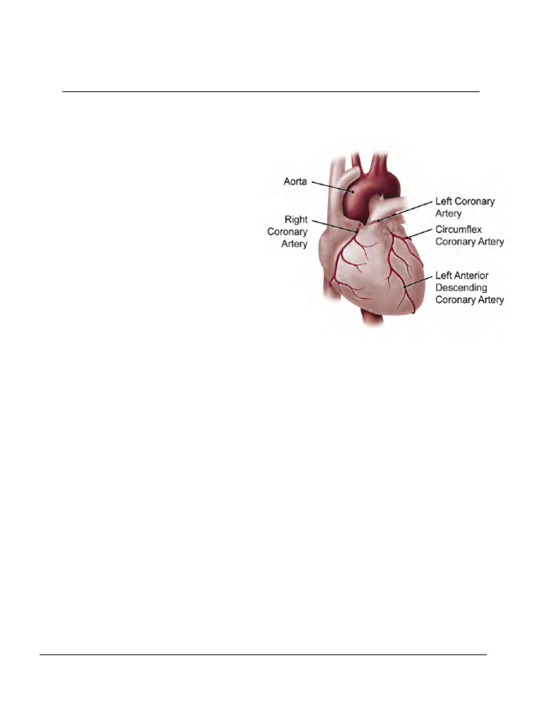 File 2 Heart anatomy | PDF | Myocardial Infarction | Heart