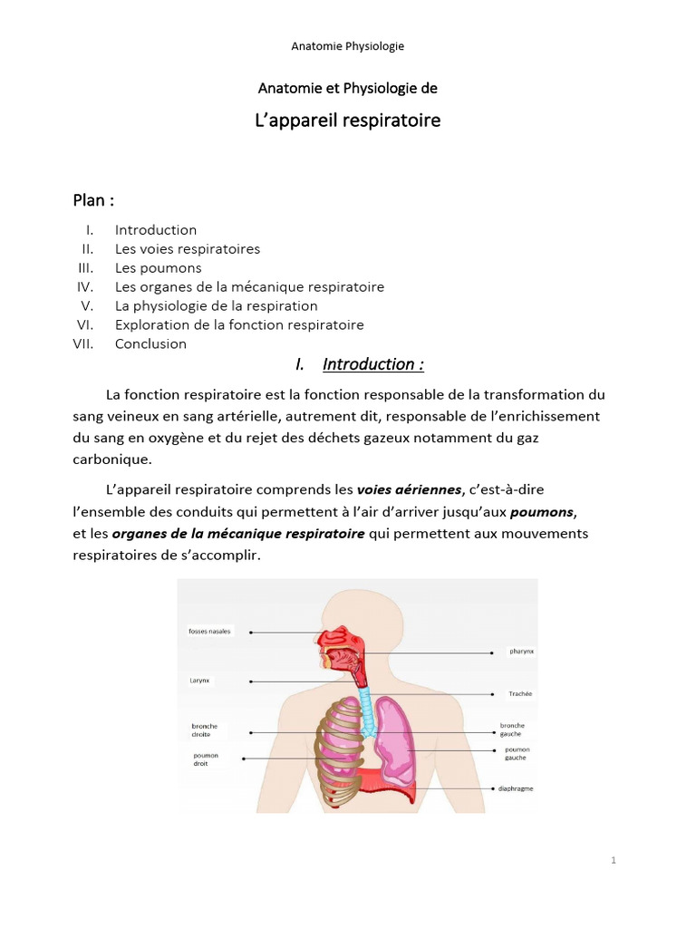 Anatomie de l'Appareil Respiratoire | PDF | Système respiratoire ...