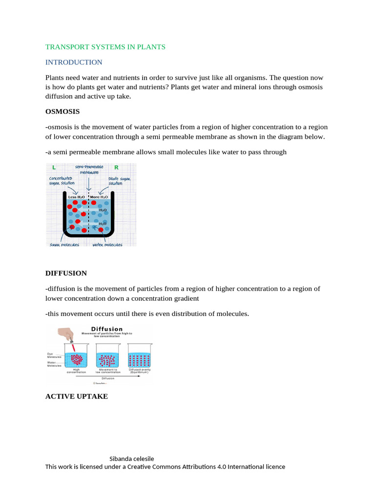 Biology - f 1 Transport in Plants -Transport Systems in Plants | PDF ...