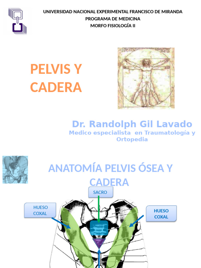 Anatomía de la Pelvis y Cadera | PDF | Pelvis | Sistema musculoesquelético