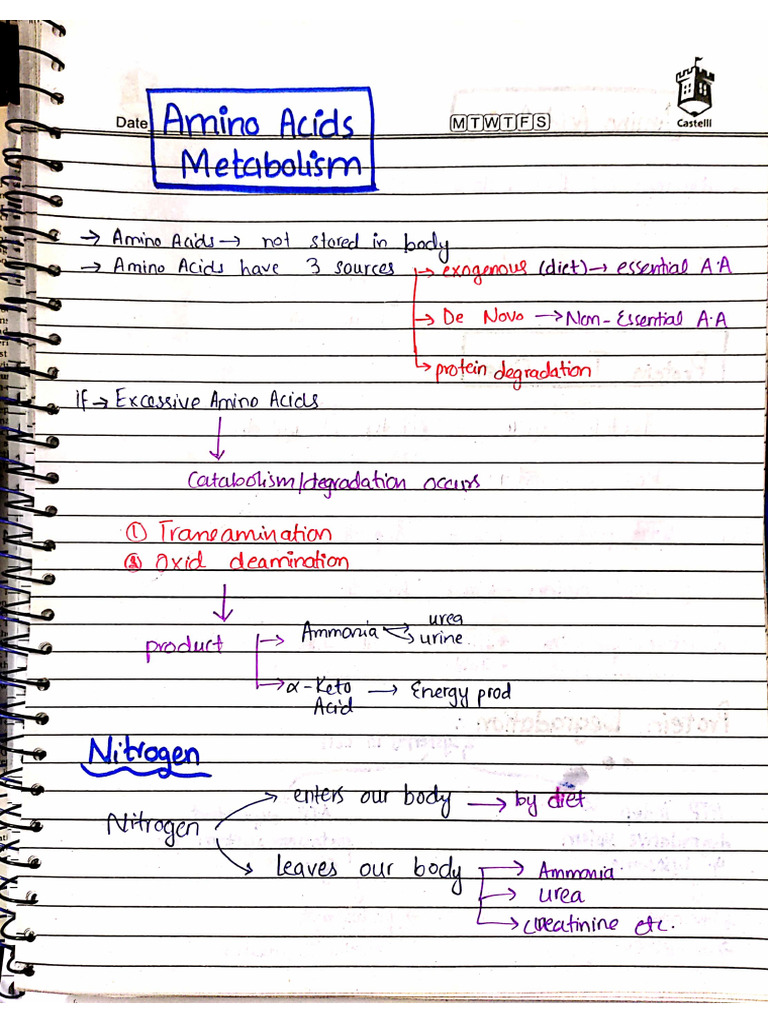 Protein Metabolism(Huma Khattak TMM) | PDF