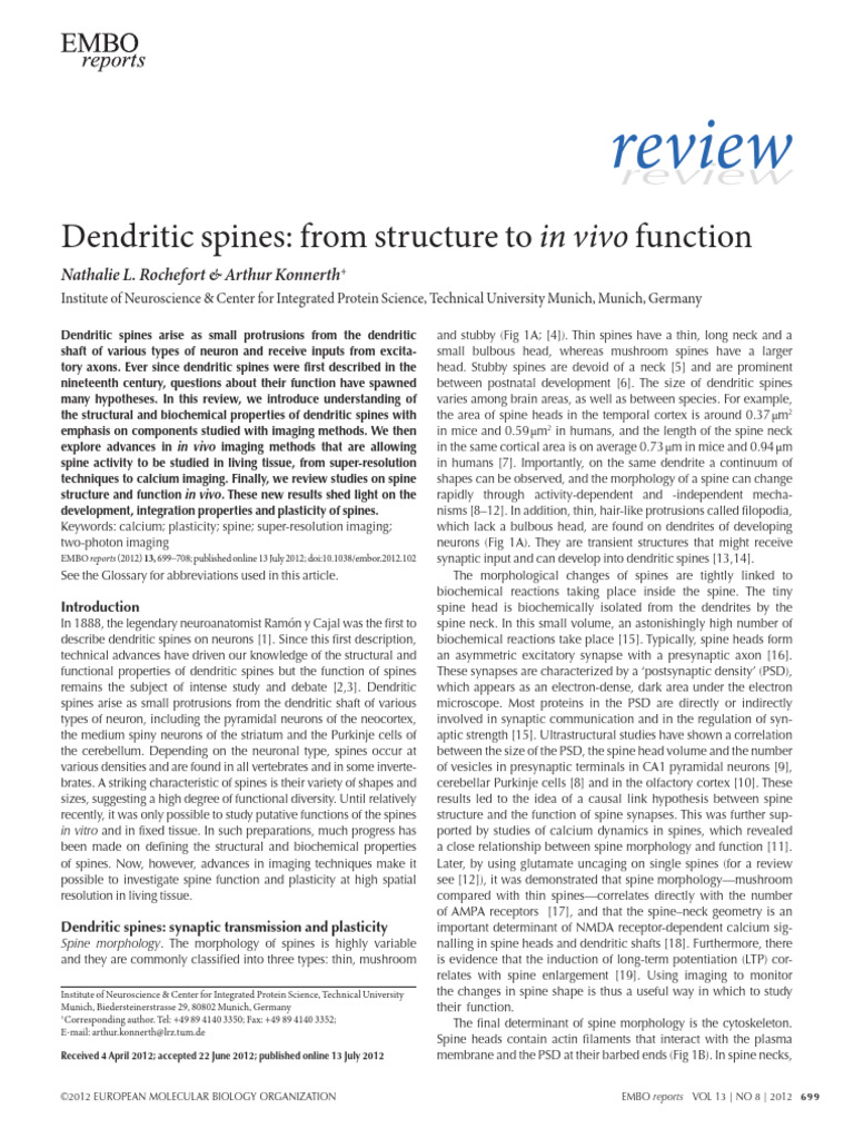 Nathalie L Rochefort Arthur Konnerth Dendritic Spines | PDF | Synaptic Plasticity | Synapse