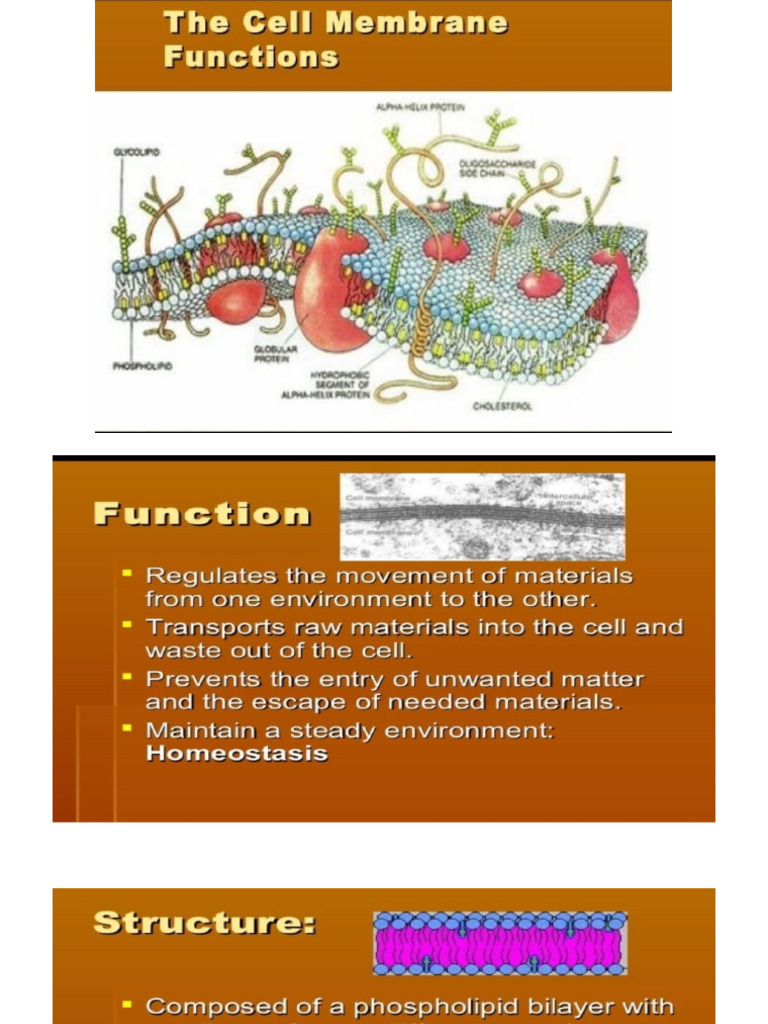 The Cell Membrane | PDF
