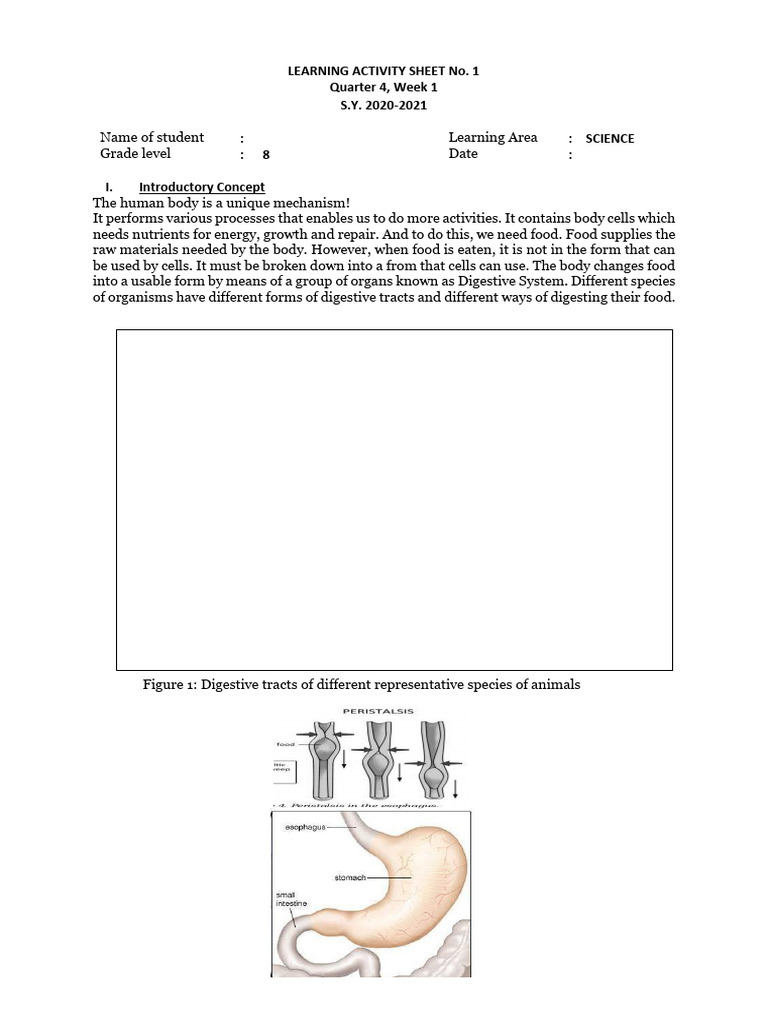 Science8 Q4 Week 1 Activity Sheet | PDF | Digestion | Human Digestive System