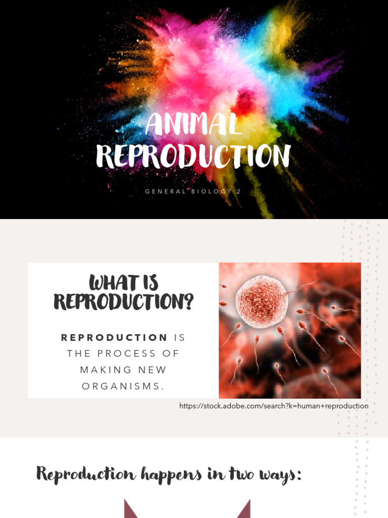 ANIMAL-REPRODUCTION | PDF | Sexual Reproduction | Reproduction
