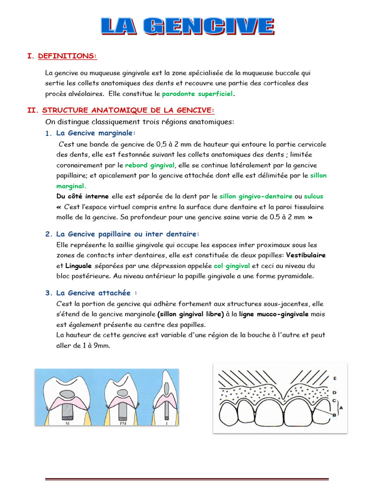 Anatomie et Histologie de la Gencive | PDF | Épithélium | Système ...