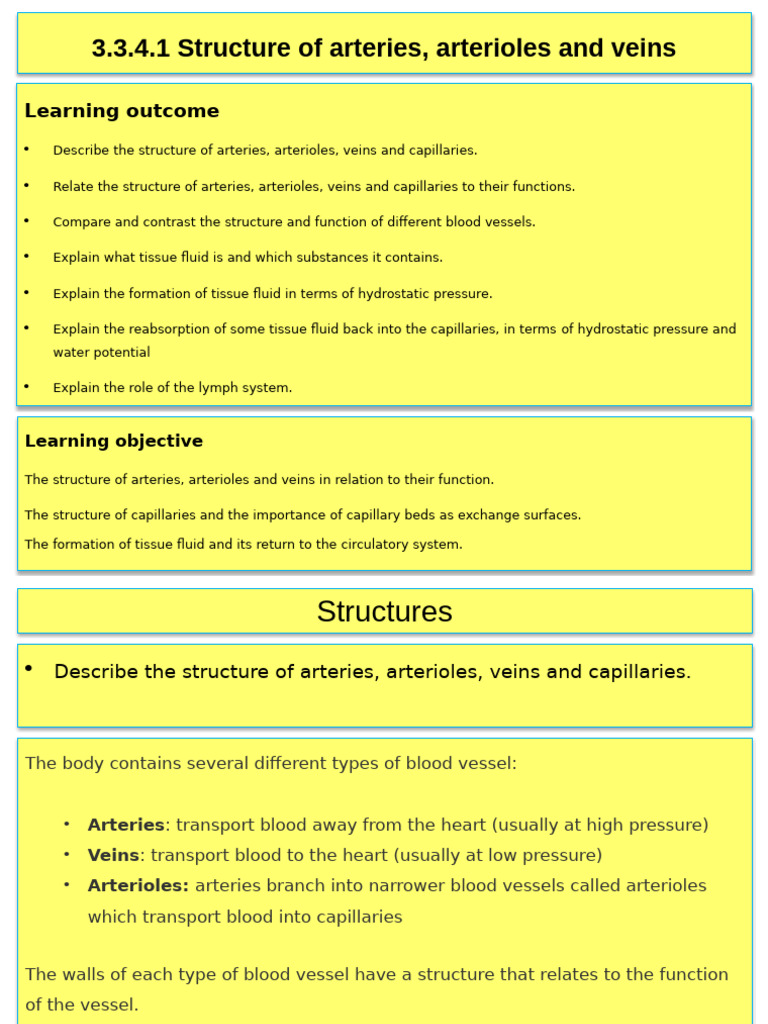 3.3.4.1 Structure of Arteries, Arterioles and Veins 2 | PDF | Artery | Capillary