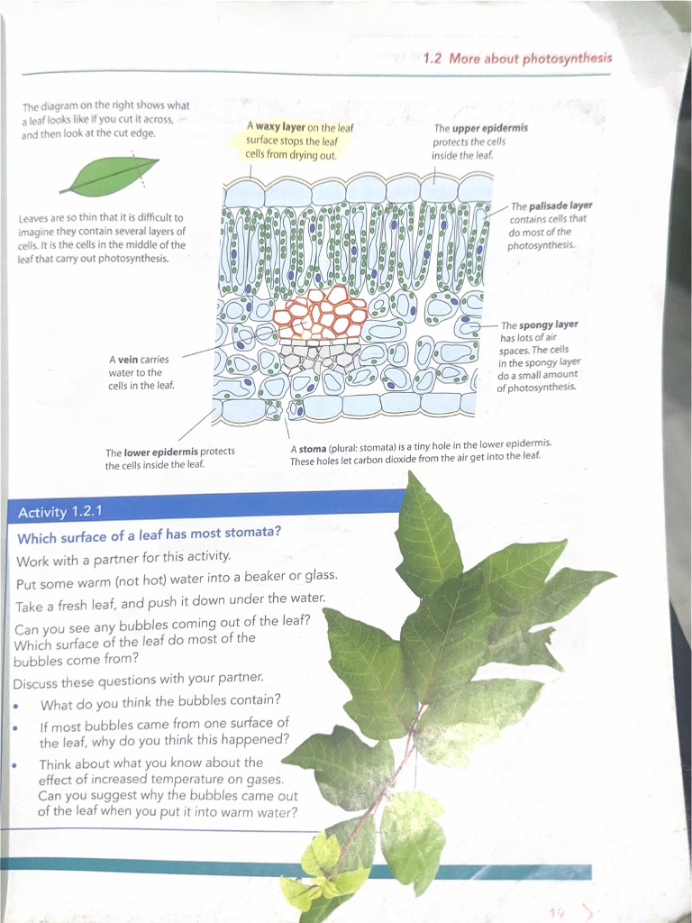 Respiration in Plants Unit 2 | PDF