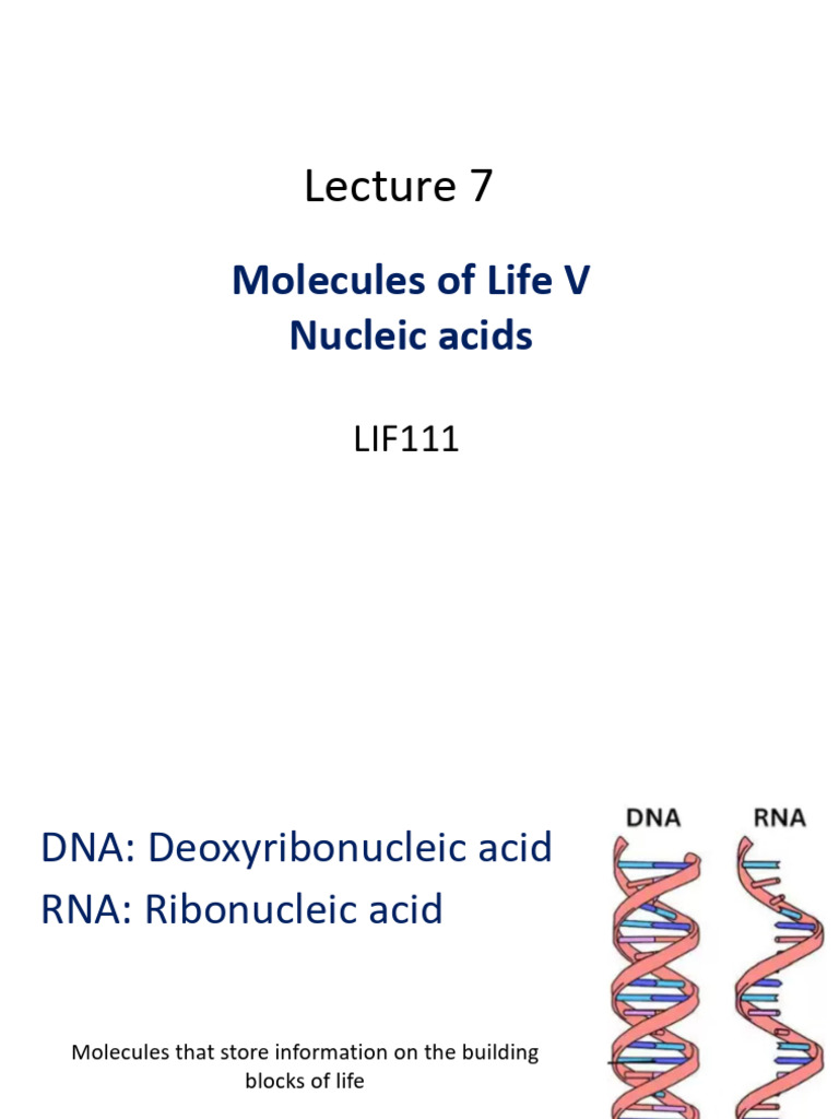 Lecture 7 LIF111 Molecules of Life v Nucleic Acids_51960b2a-Fc50-4d8a-81a7-03a27fa4ace9 | PDF ...