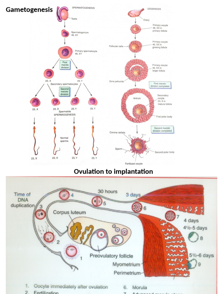 Embryology Charts Block 1 | PDF