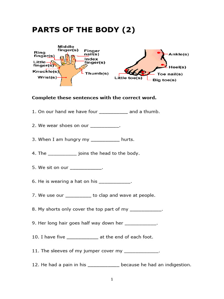 Exercises on Parts of the Body (2) | PDF | Human Body | Blood