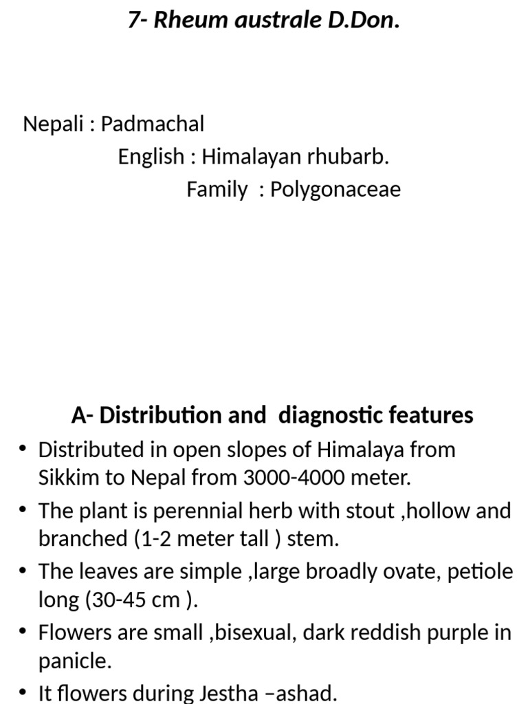 7- Rheum Australe D (1) | PDF | Botany | Plants