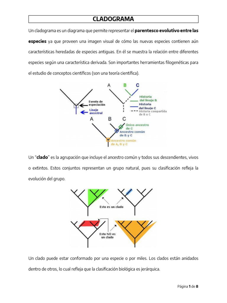 Cladograma: Representación Evolutiva | PDF | Evolución | Clade