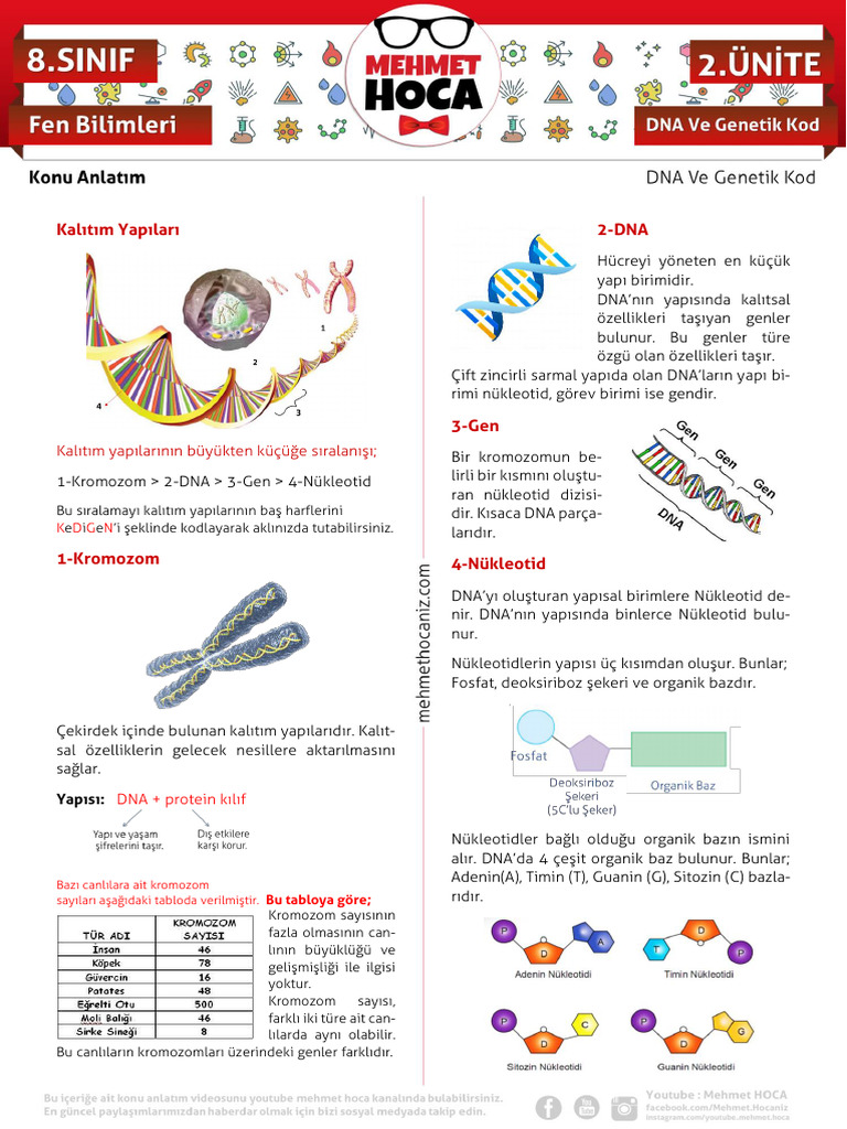 8.SINIF-02-ÜNİTE-01-DNA Ve Genetik Kod | PDF