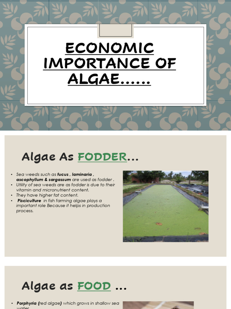 Economic Importance of Algae | PDF