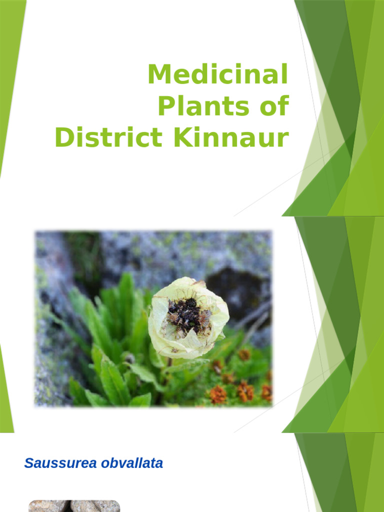Medicinal Plants of Kinnaur District | PDF | Cannabis | Botany