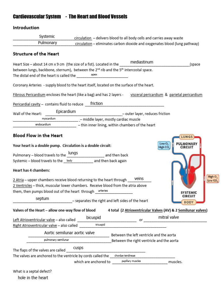 Fill in The Blanks Handout For Circulatory System | PDF | Heart | Heart ...