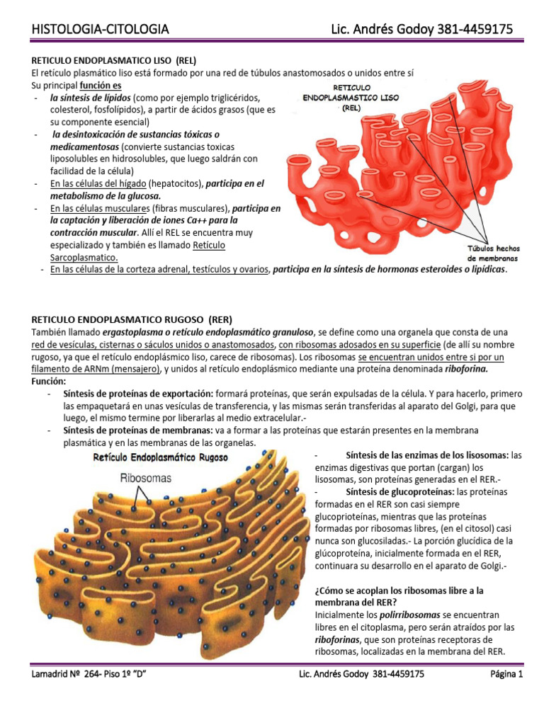 Rer Rel Golgi | PDF | Retículo endoplásmico | Citoplasma