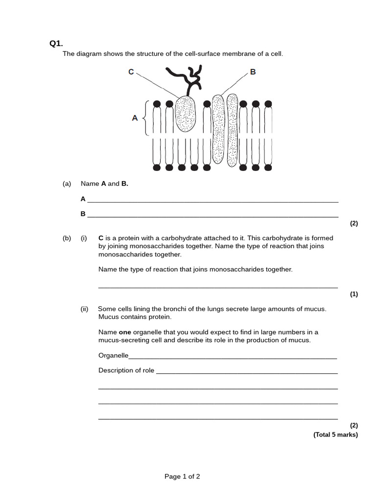 Cell Surface Membrane Structure Exam Question | PDF | Endoplasmic ...