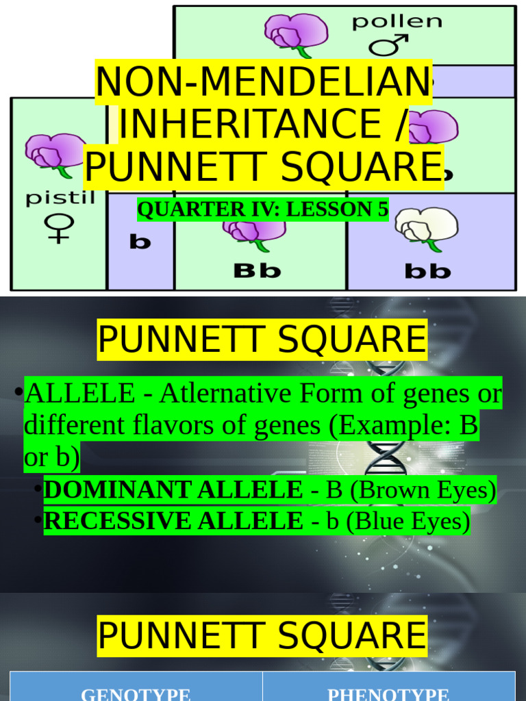 Lesson 5 - Punnett Square | PDF | Dominance (Genetics) | Genotype