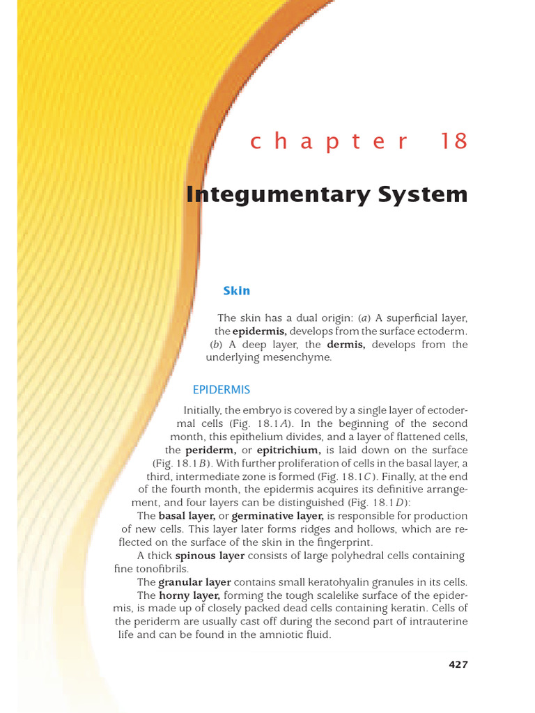 Integumentary System Development Overview | PDF | Skin | Epidermis