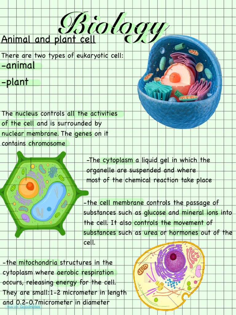 Overview of Animal and Plant Cells | PDF