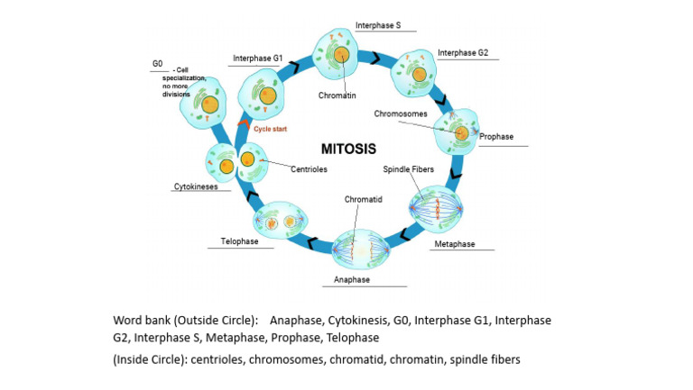 Mitosis Diagram PDF | PDF