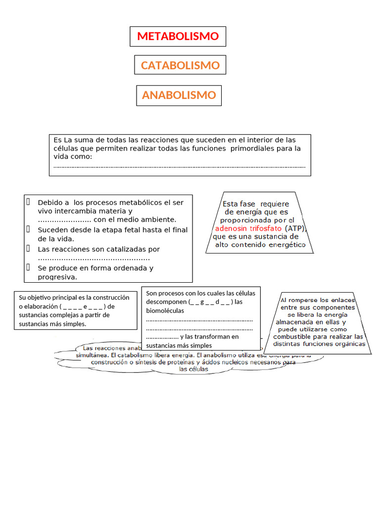 Adn y Metabolismo Didactico | PDF