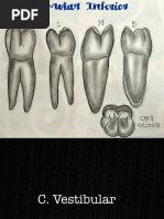 Primer Molar Inferior | PDF | Ramas de Odontología | Anatomia dental