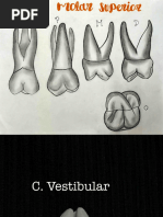 Primer Premolar Inferior | PDF | Anatomia dental